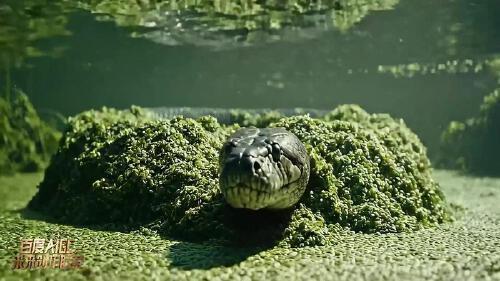 巨蟒伪装浮萍草地,猎物靠近瞬间致命一击!