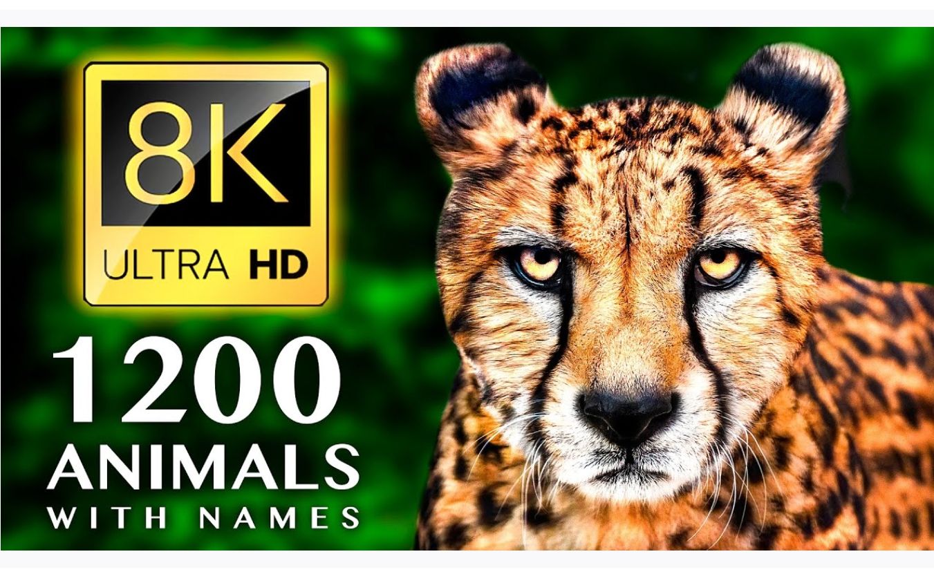 1200种动物名称和动物声音8K超高清