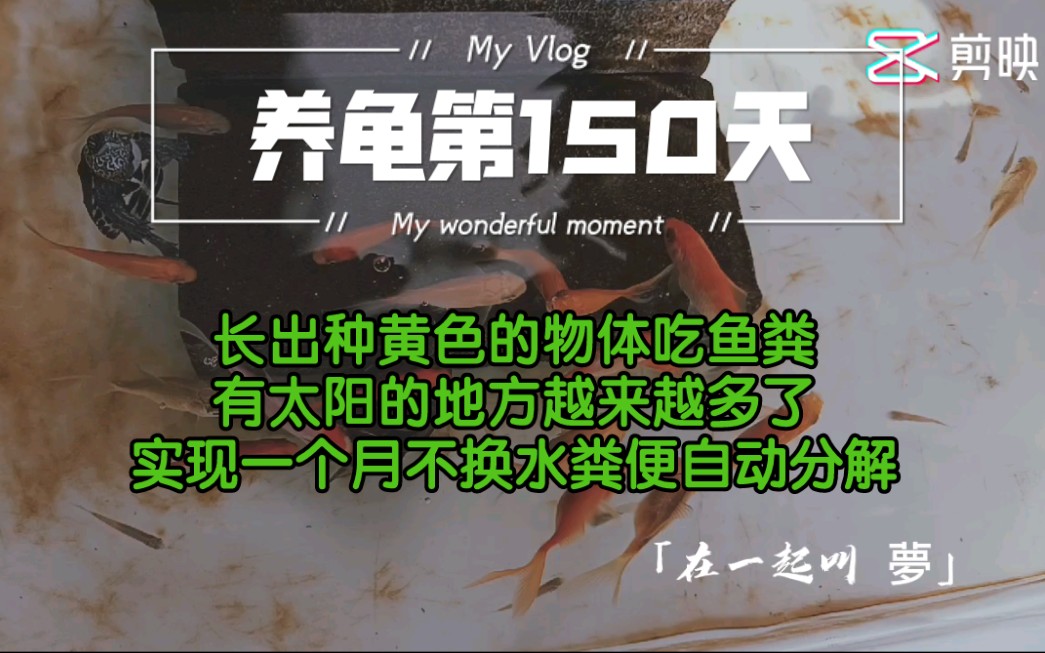 网购乌龟极限挑战第150天 乌龟过滤乌龟盲盒养龟攻略教程教学淘宝...