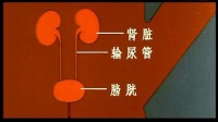 泌尿系统与尿的形成和排出_标清