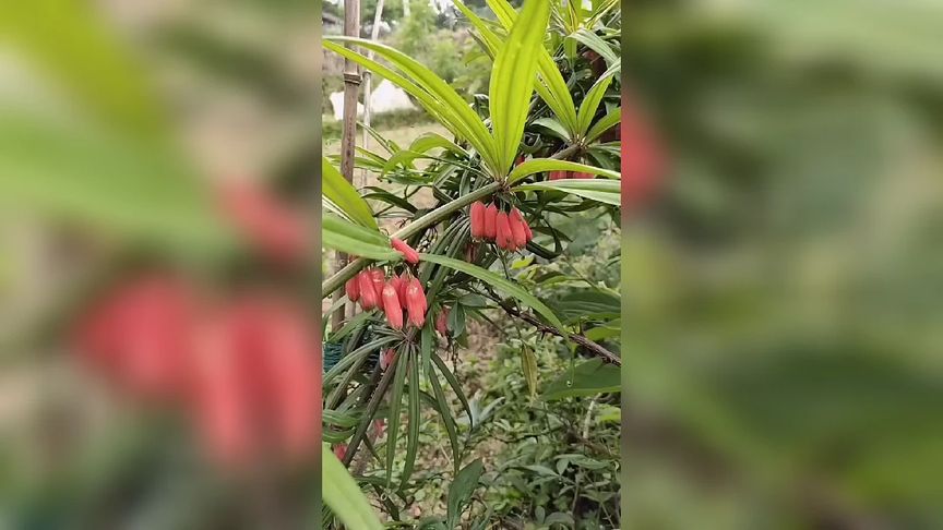 黄精的功效#中草药