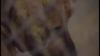 狗狗:非法的地下斗犬比赛,狗狗被咬死!好可怜
