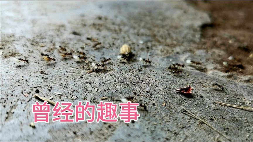 偶遇蚂蚁搬家,想起童年的那些游戏,有多少你玩过的?