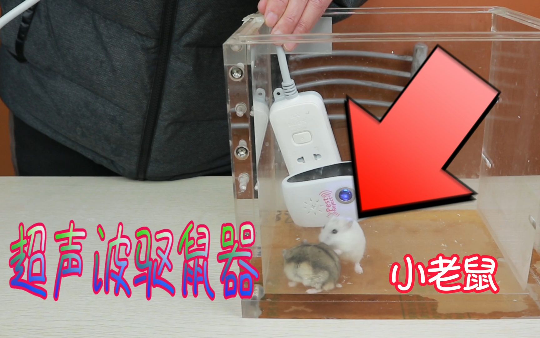 用2只老鼠来测试一下,网上很火的超声波驱鼠器,它威力如何