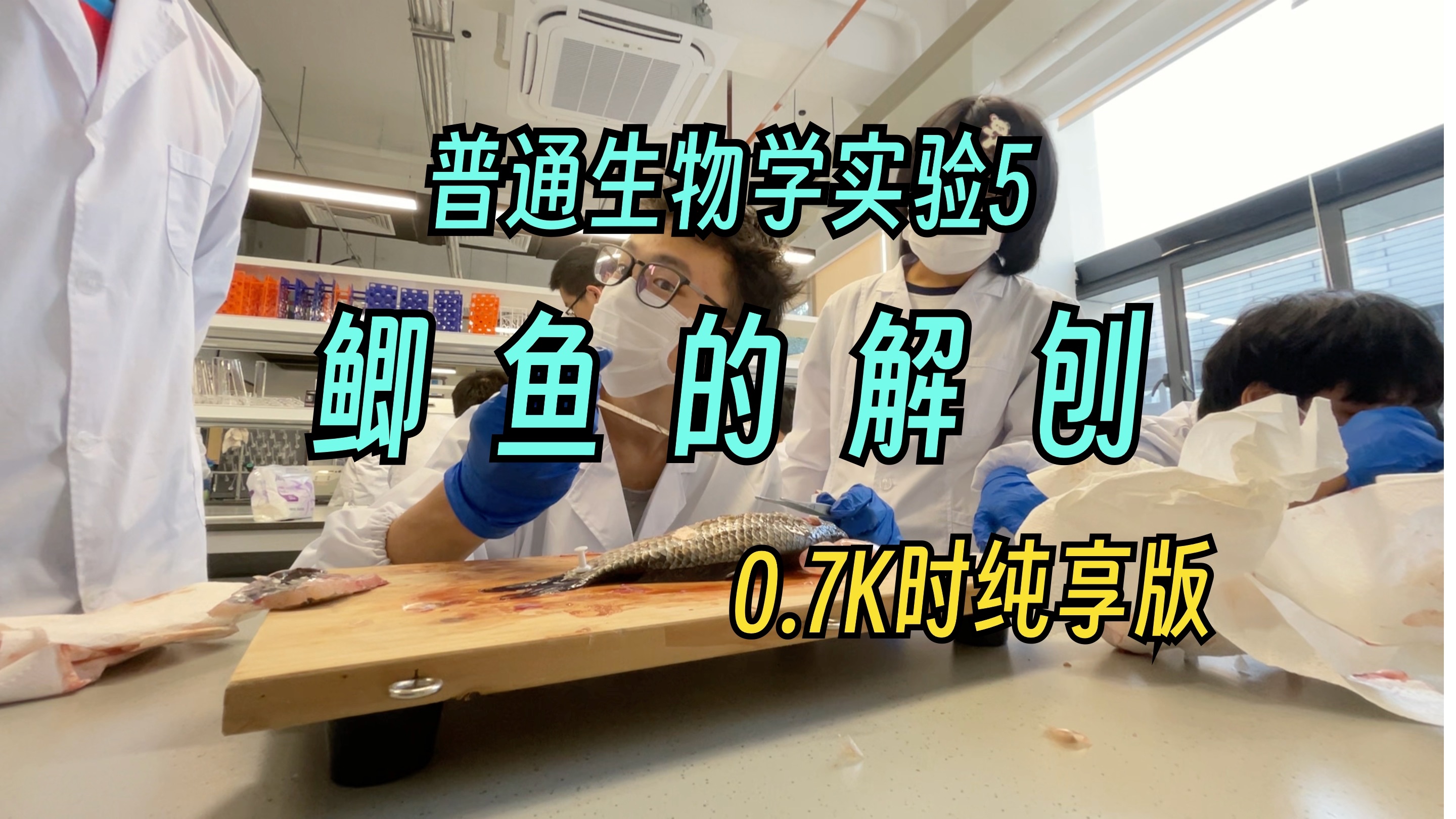 【普通生物学实验5:鲫鱼的解刨】0.7KH纯享版
