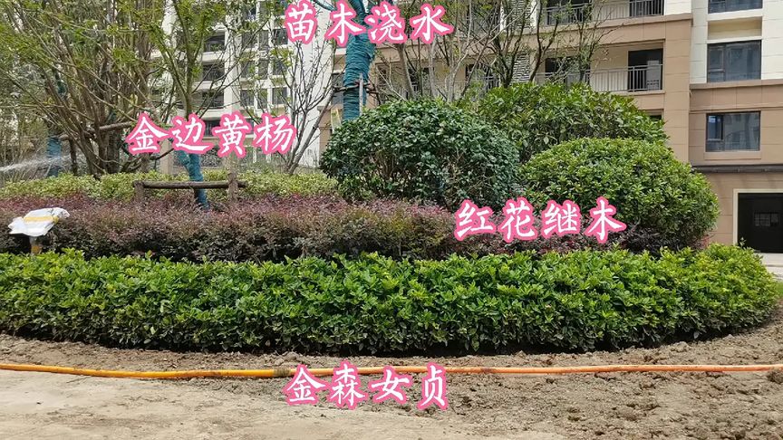 #工程人#园林绿化 苗木浇水,三分种植,七分养护!