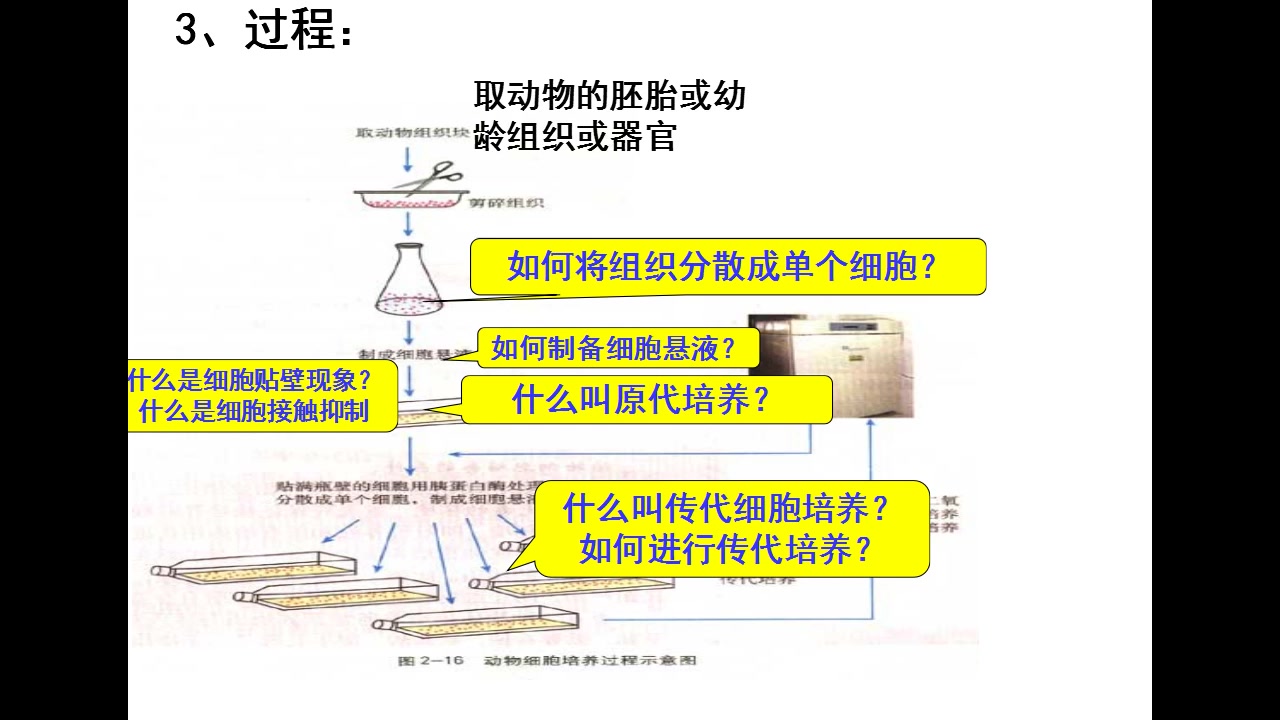 动物细胞融合11