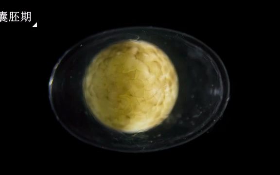 实拍蝾螈受精卵分裂-胚胎发育孵化的整个过程,猜猜是什么生物?