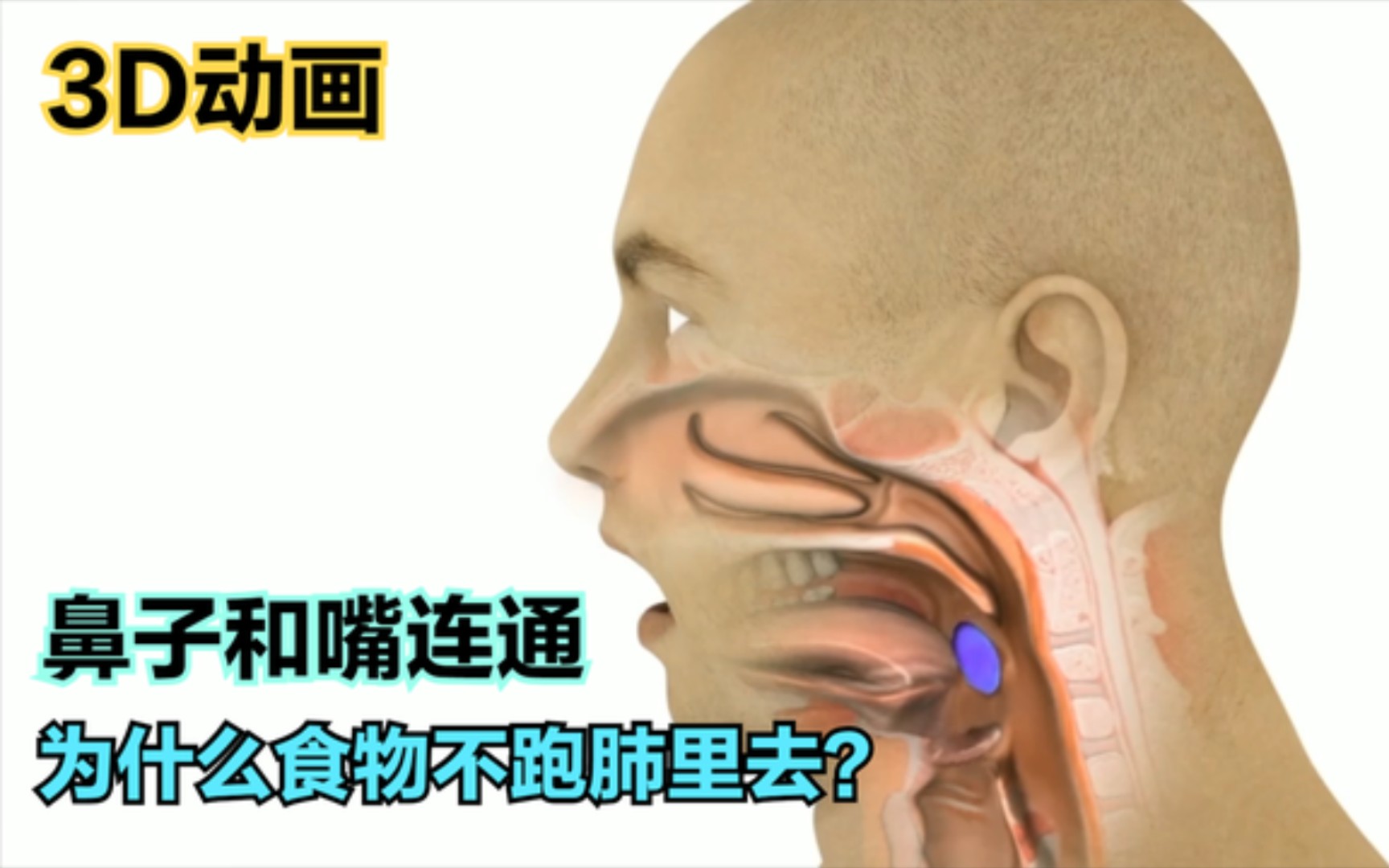 你的鼻子和嘴连通,为什么食物不会跑肺里去?3D动画演示