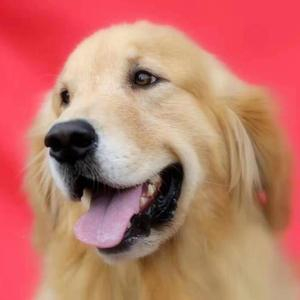 动物的美好世界 