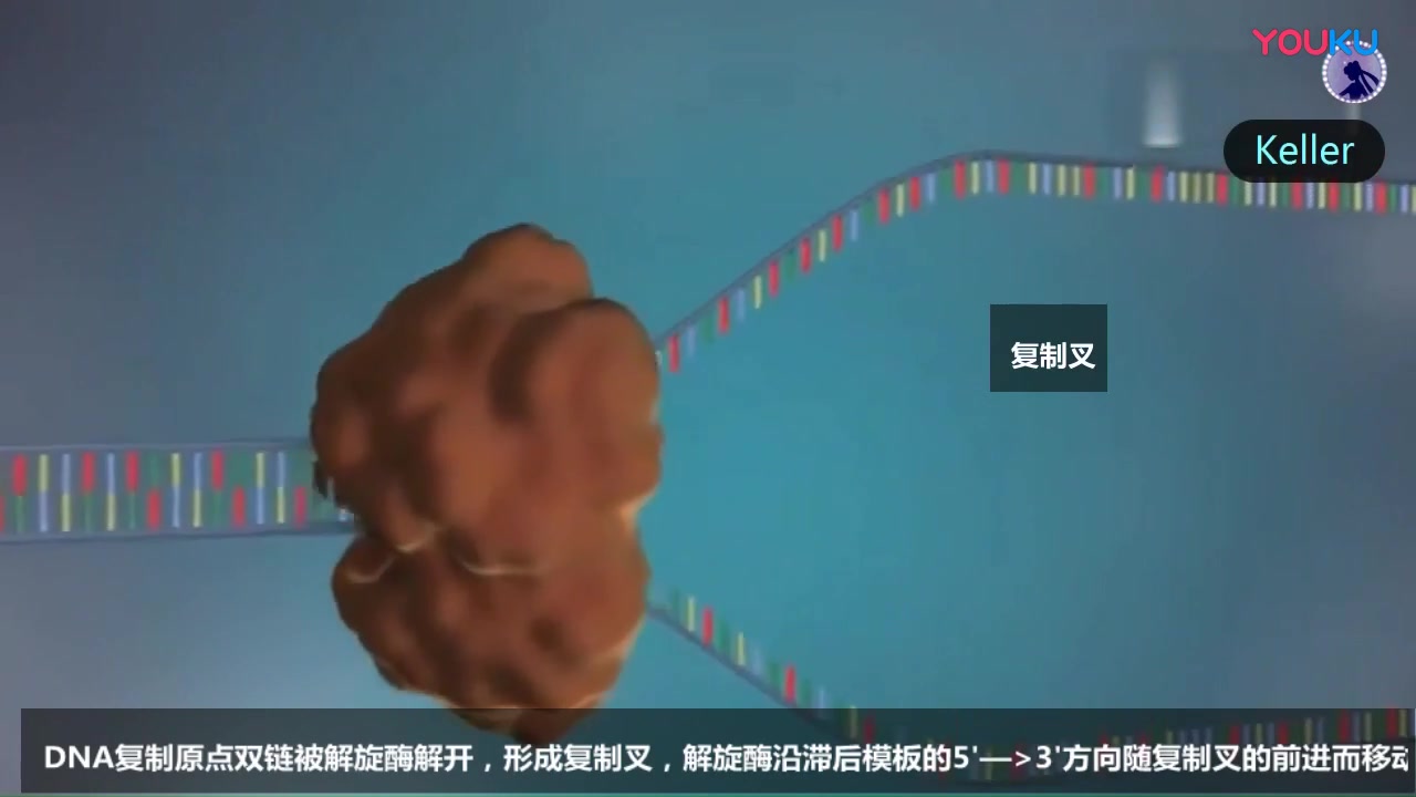 DNA复制是什么样子的呢