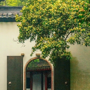 凉拌豆丝儿 
