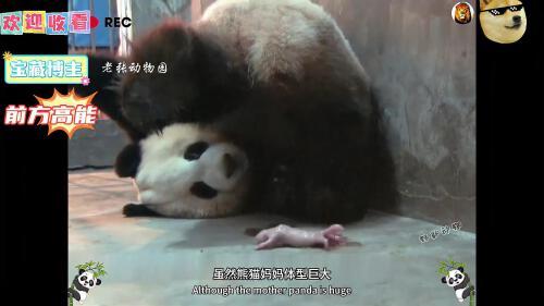 熊猫妈妈顺利生娃,萌宝诞生