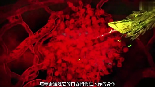 免疫系统是如何跟病毒对抗的