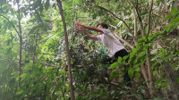 广西特产山黄皮果,是当地烹饪鸭肉的标配,海庆摘了100多斤