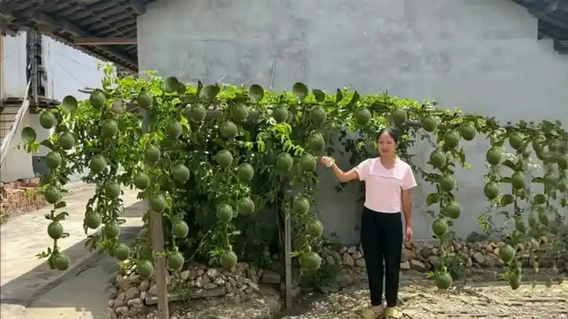 奶奶花15元买了一颗果苗,头一次挂果,果实越长越不对劲