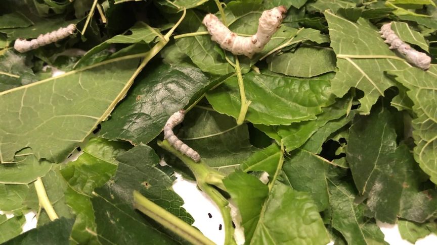 #蚕宝宝成长记 吃桑叶的蚕。