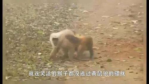 惊险!黄鼠狼水中猎杀海鸥全程实录,骑颈撕咬场面震撼!