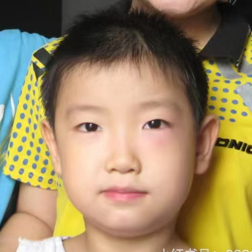 是猫什么 