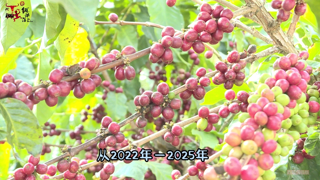 县茶叶和特色生物产业发展中心到乡镇开展咖啡园提质增效技术培训。...