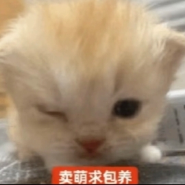 别吃小鱼儿了 