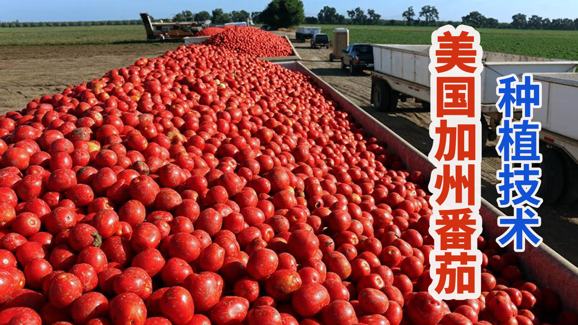 美国加州现代化番茄农场,GPS指挥机械栽种效率翻倍