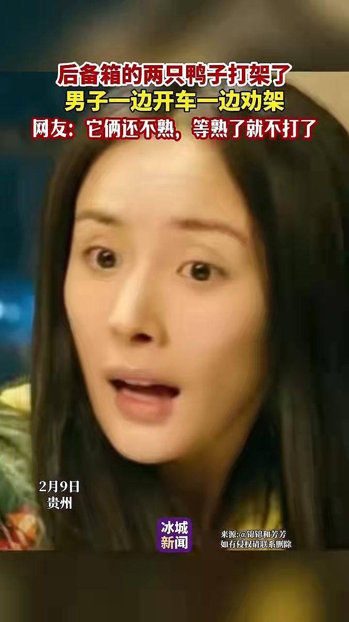 后备箱的两只鸭子打架了,男子一边开车一边劝架。网友:它俩还不熟,等...