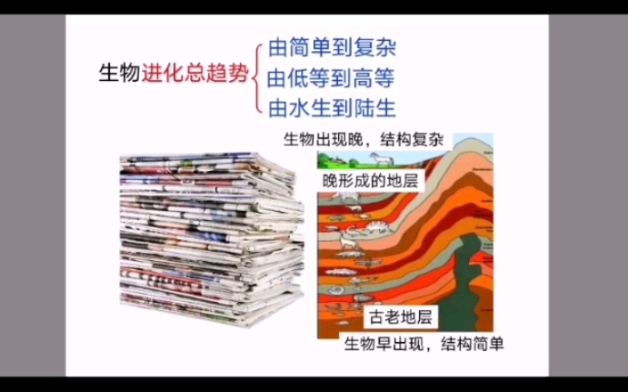 北师大 生物进化的历程 人类的起源和发展