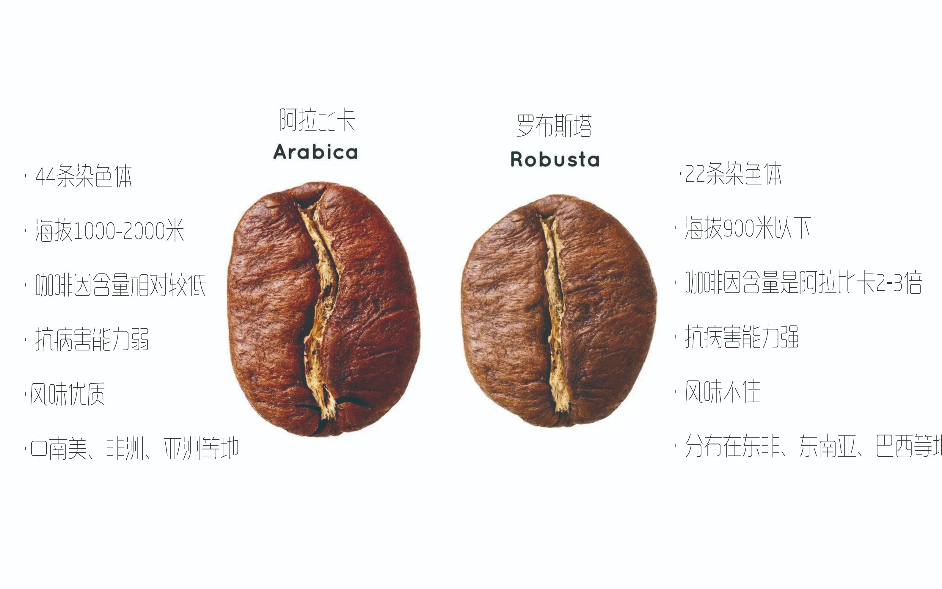 咖啡的种和品种/阿拉比卡品种梳理
