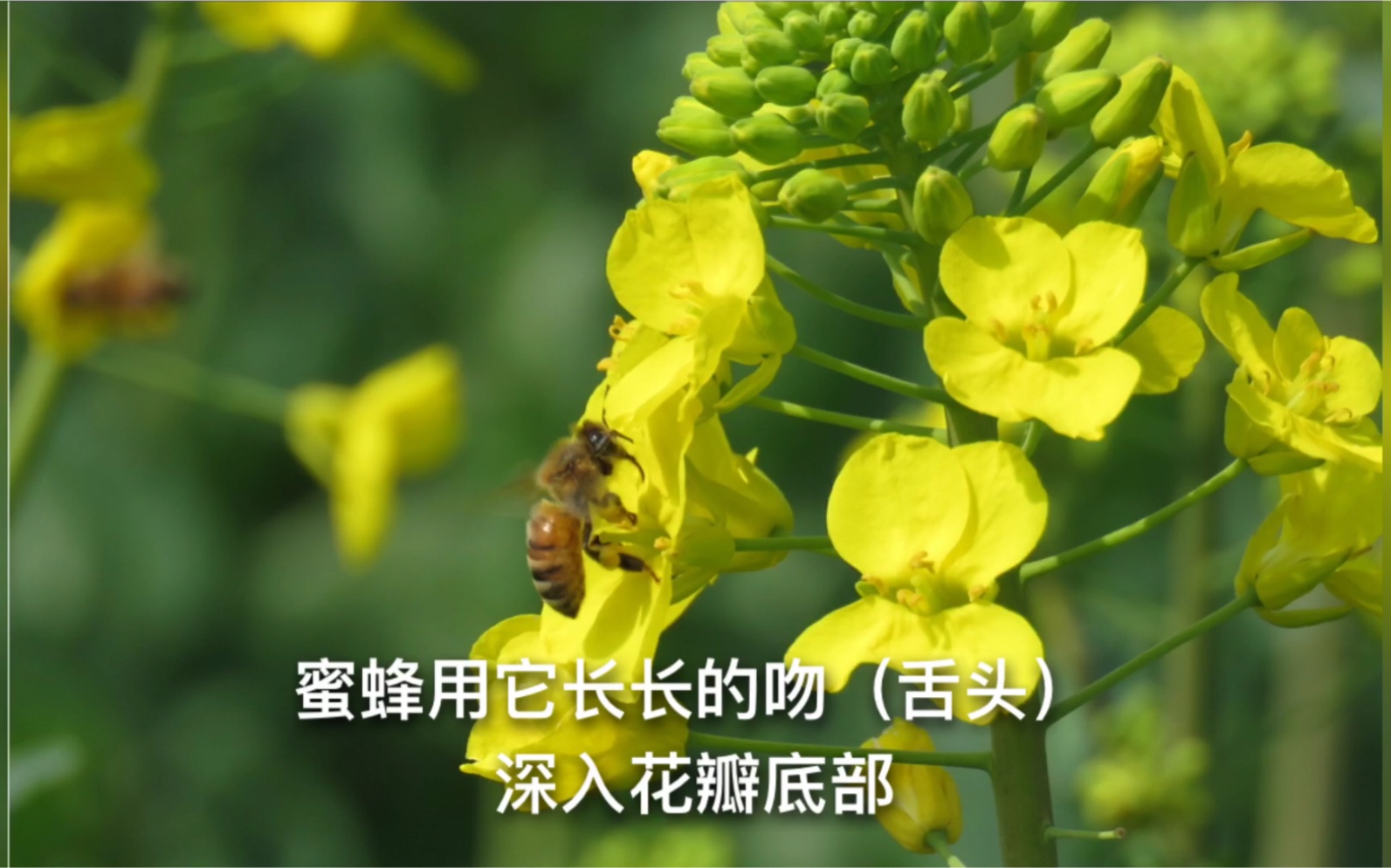蜂蜜是怎么来的?蜜蜂是如何采集的?