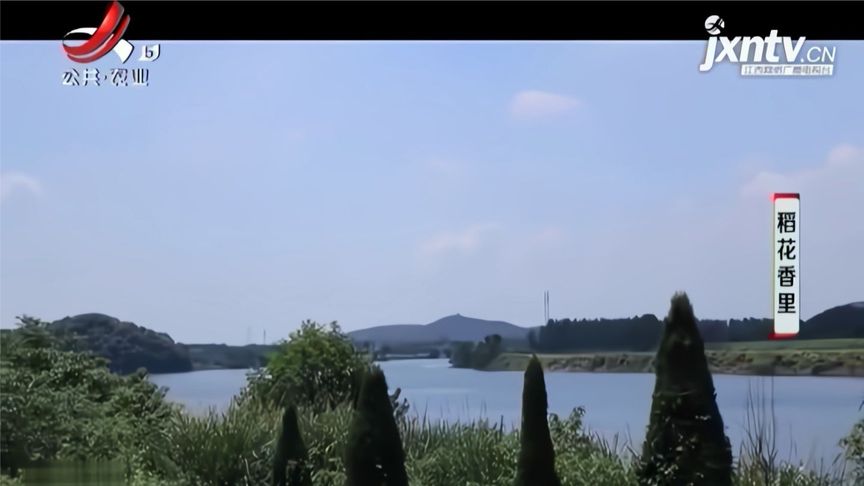 水稻全程机械化种植效率高,建立集约化育秧中心,绿色生态长势好
