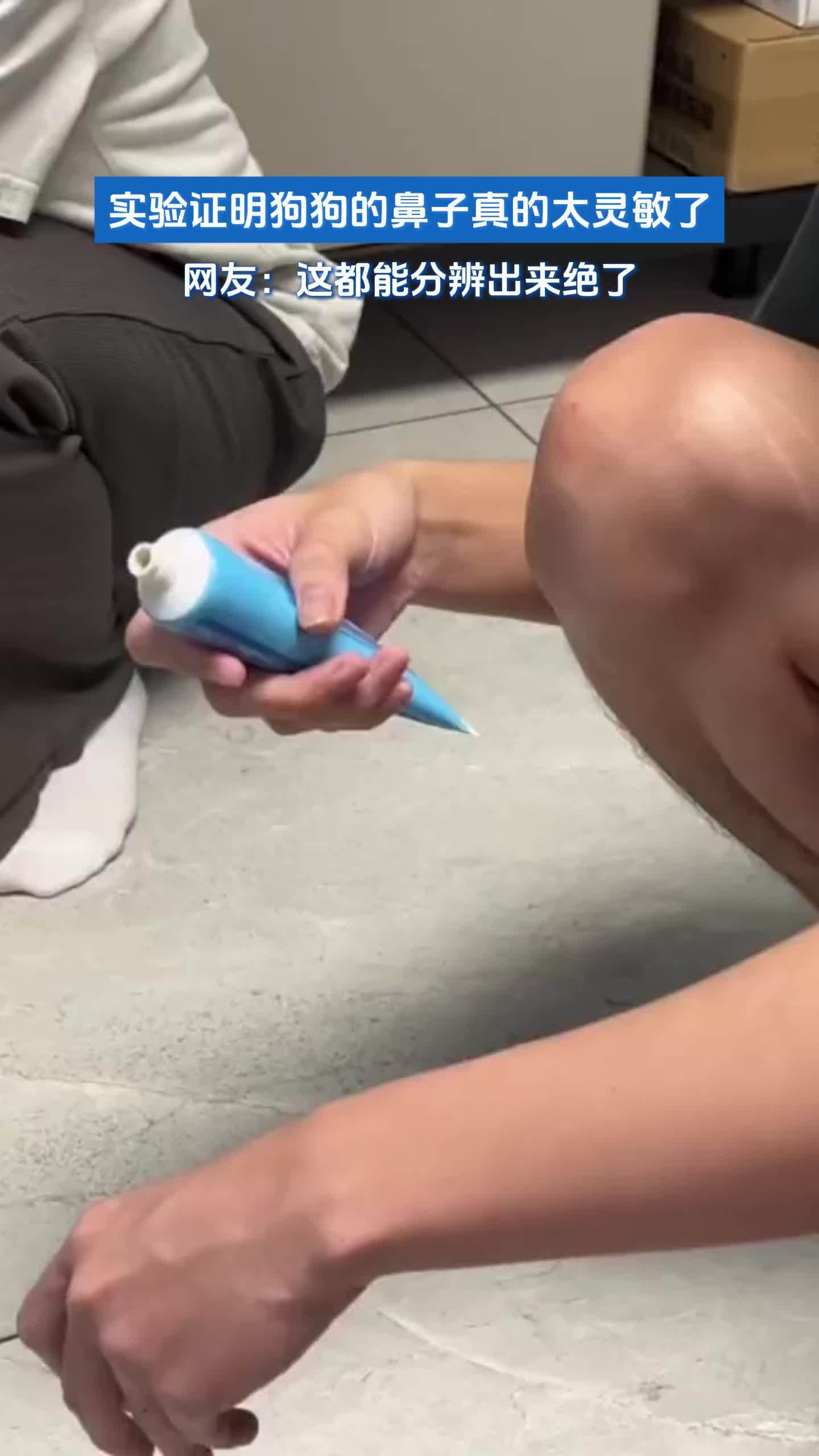 实验证明狗狗的鼻子真的太灵敏了