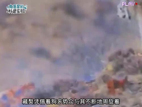 藏獒死斗屠狼猞猁!猛兽厮杀血肉横飞,谁才是高原真正的霸主?