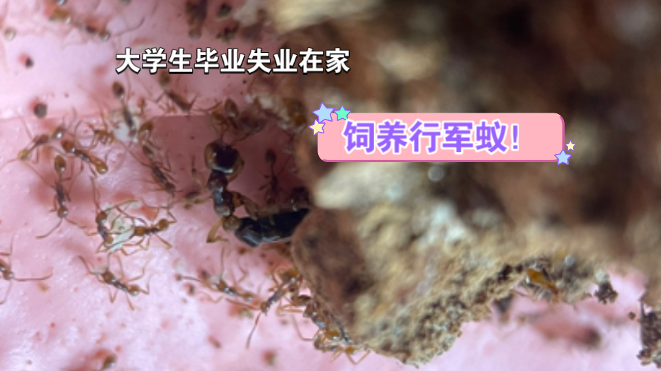 富川双节行军蚁进巢/观察记录/