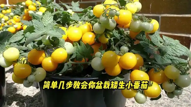 简单几步教会你盆栽矮生小番茄,方法简单易学,好看又好吃!