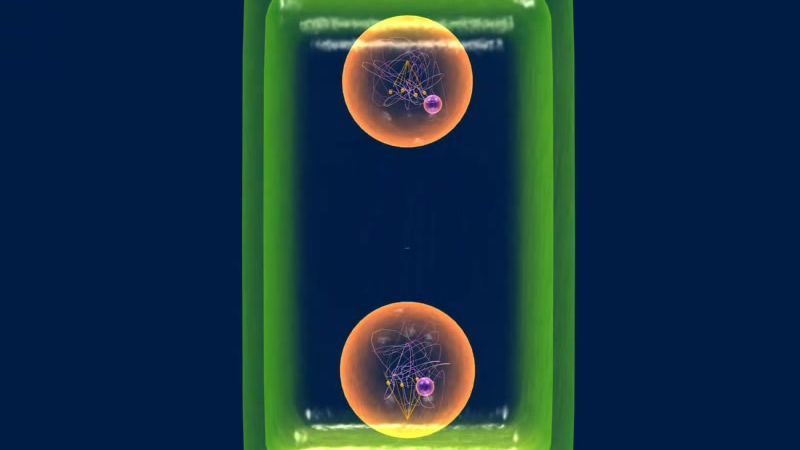 动画版的植物细胞的有丝分裂,重新温故一下!