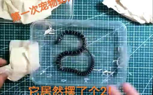 不务正业系列,我的第一条宠物蛇的开箱视频