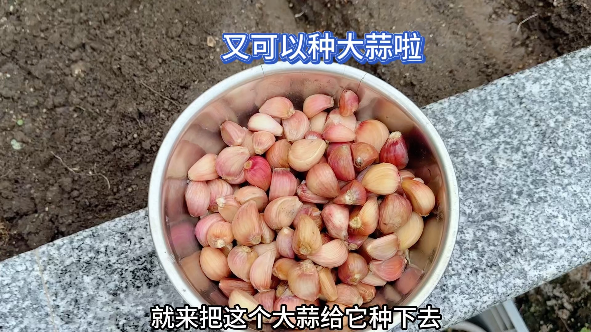 又到了可以种大蒜的季节 每年都用这种方法 种的大蒜出苗快又齐