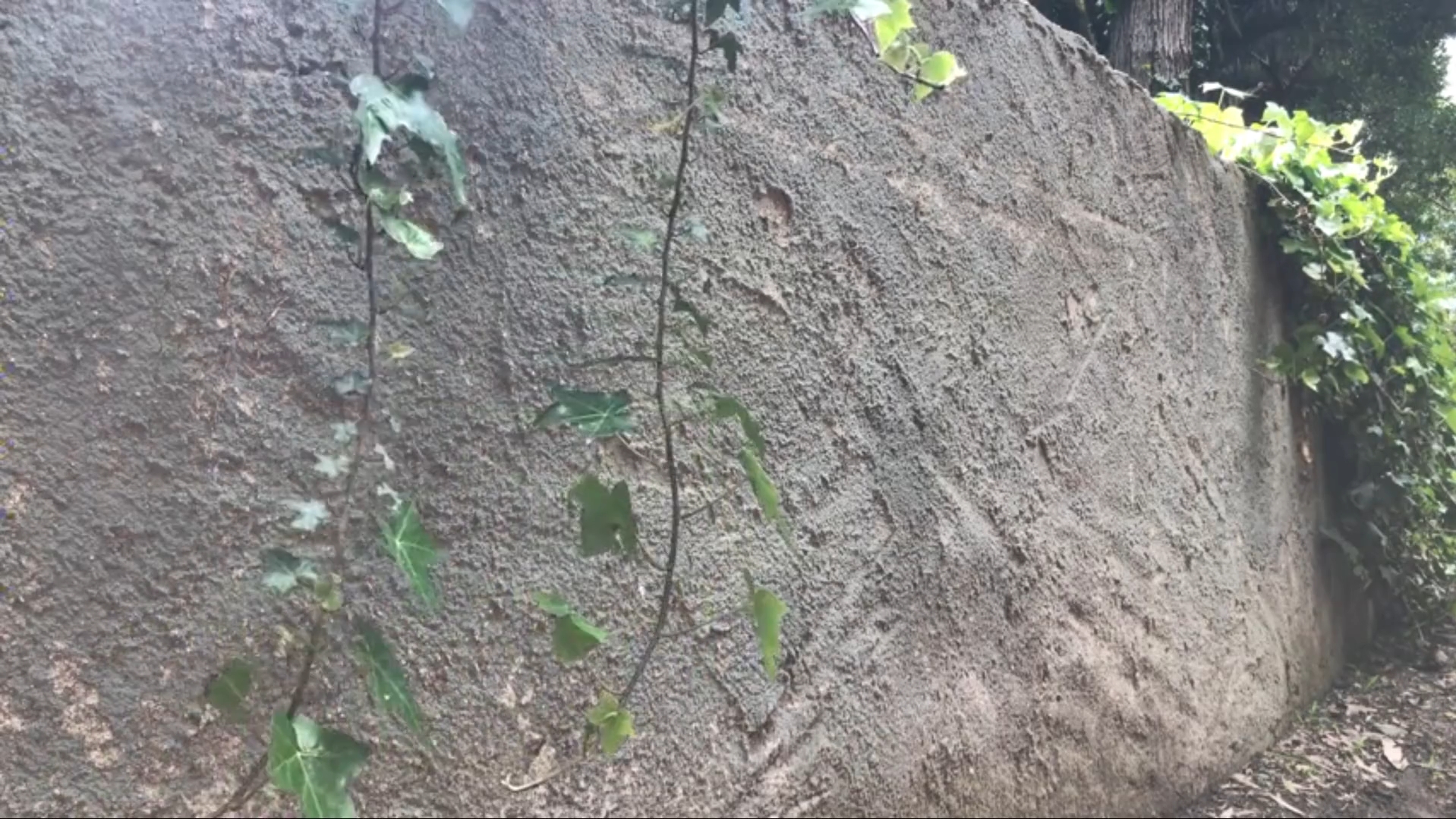 女声朗读欧·亨利短篇小说《最后一片叶子》