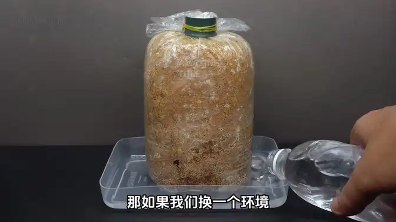 99的人没见过蘑菇菌的生长过程