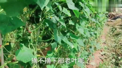 专业黄瓜种植基地透露:这种管理技巧能让黄瓜产量翻翻,涨知识了