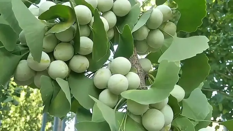 白果的功效与作用,专为18 30岁奋斗中的年轻人量身定制!