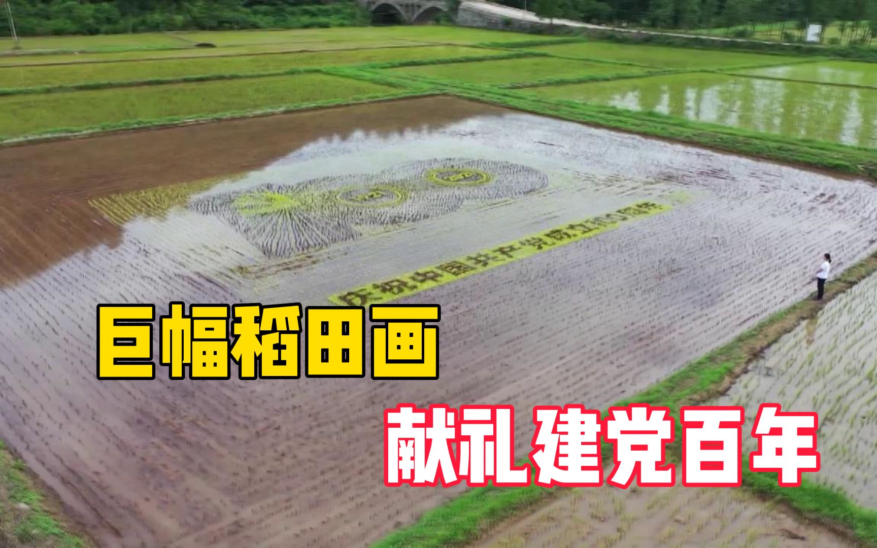 献礼建党百年!湖北种植户仅用三天创作巨幅稻田画