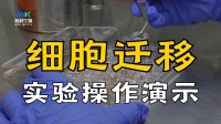 Transwell | 细胞迁移的实验操作全过程具体演示