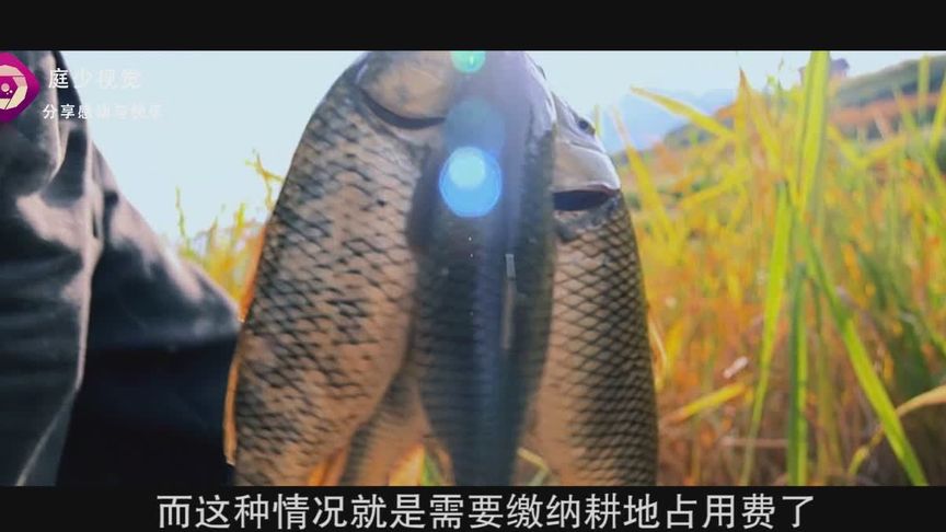 农民朋友可以安心了,要收的是耕地占用税,而不是农业税