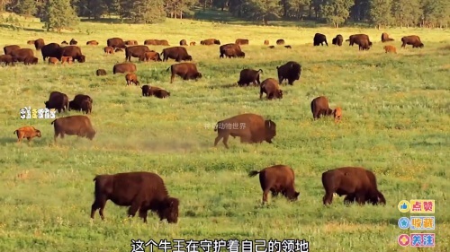 发情的公牛争抢交配名额,惨烈过程让人咋舌,胜者却未必欢欣LIBINT