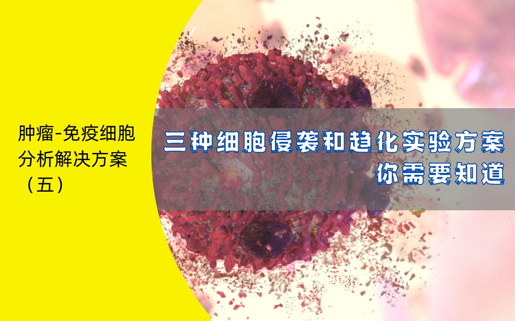三种细胞侵袭和趋化实验方案你需要知道