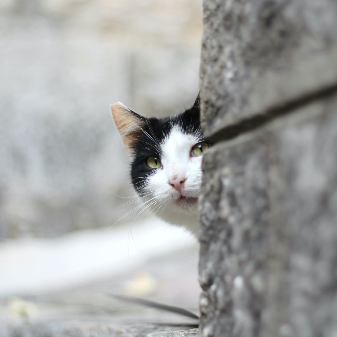 奔跑的猫S 