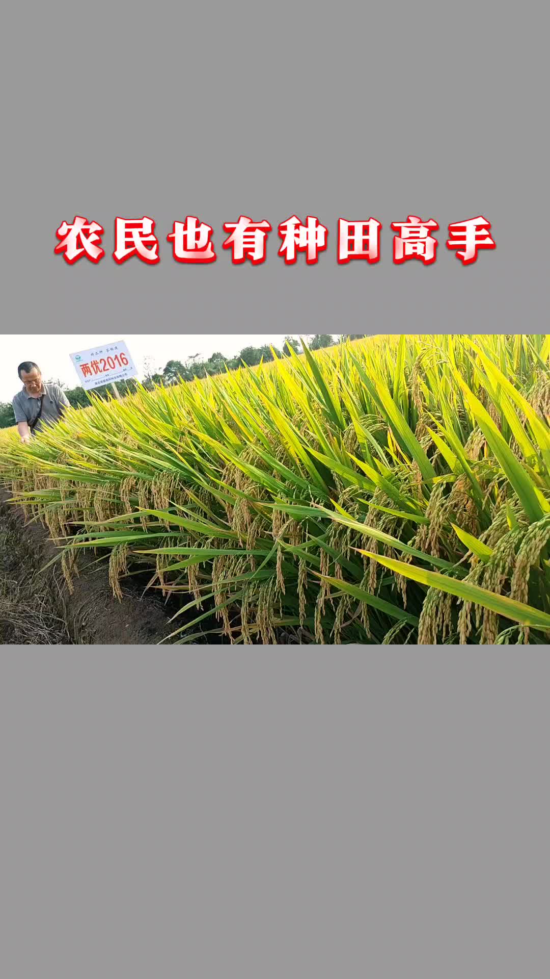 按照技术要求,你也可以达到这个水平。#农业种植 #水稻种植