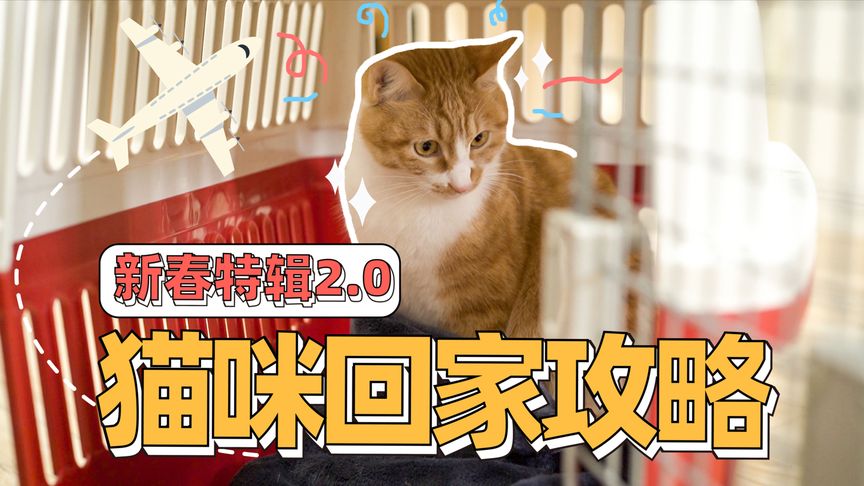 春节怎么带宠物回家?高铁飞机应该怎么选?作为铲屎官我太难了!
